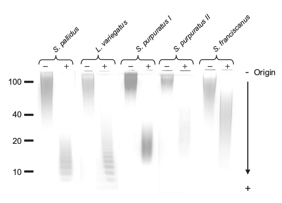 Making Size Exclusion Chromatography columns | drchrispook.com